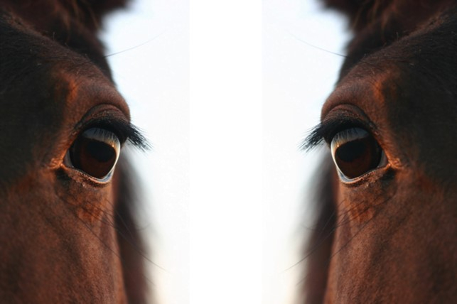 Equine pain face: How to spot if your horse is in pain