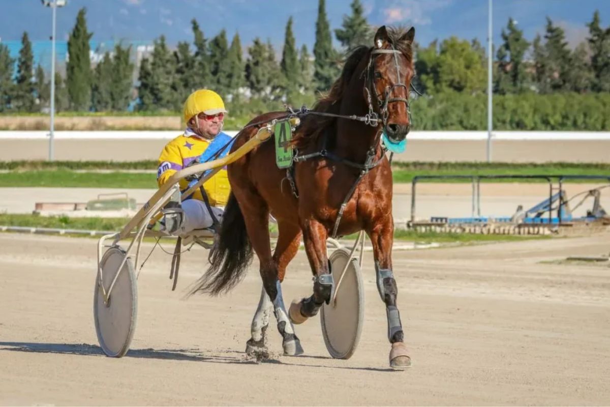 The use of whips: Does it increase speed? | Malgré Tout Media
