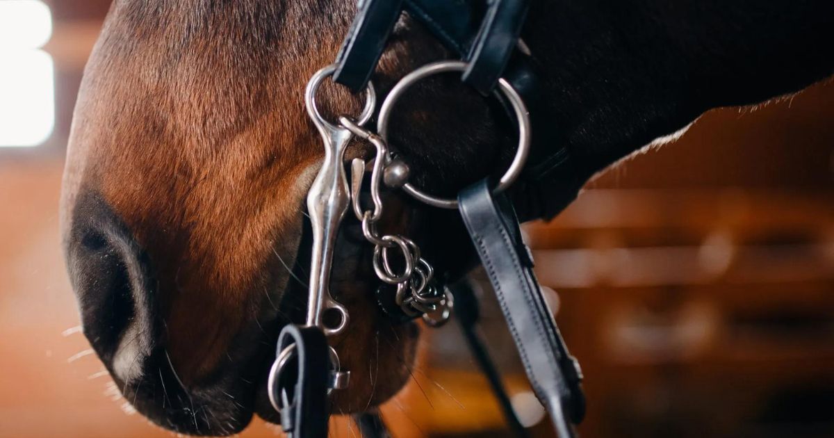 The hackamore and the lever principle – Challenges and experiences ...