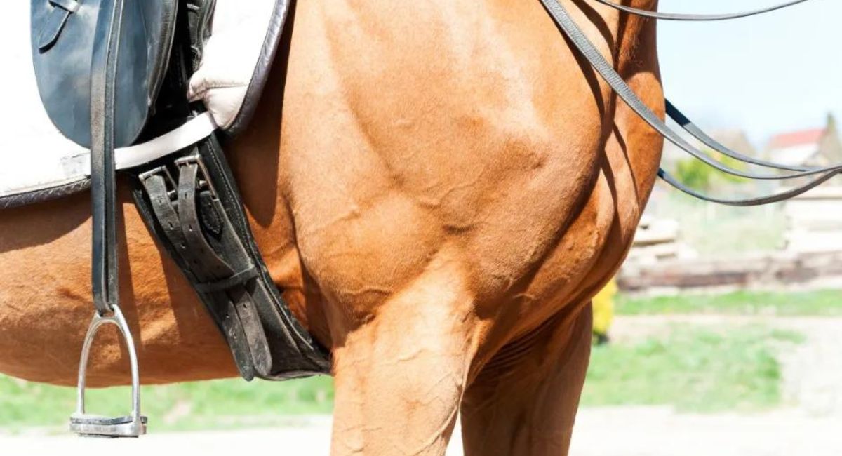 Muscles tell the tale: Is your horse using its body correctly in ...