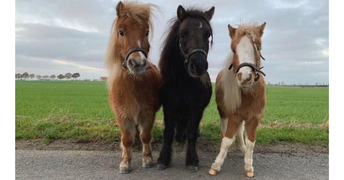 It creates a very special bond that I can't ride on my ponies | Malgré ...