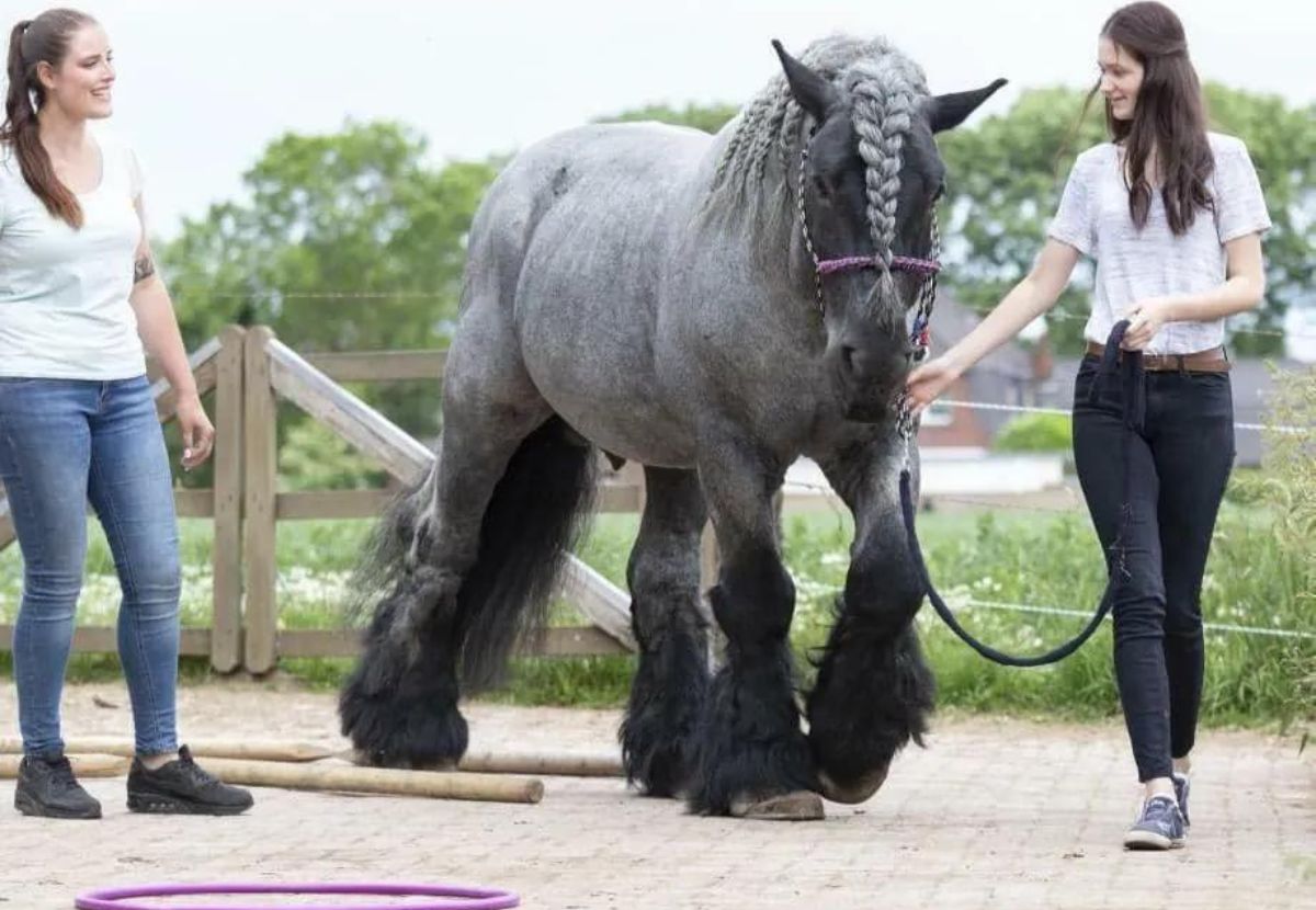 Dutch draft horse: The grey giant from Holland | Malgré Tout Media