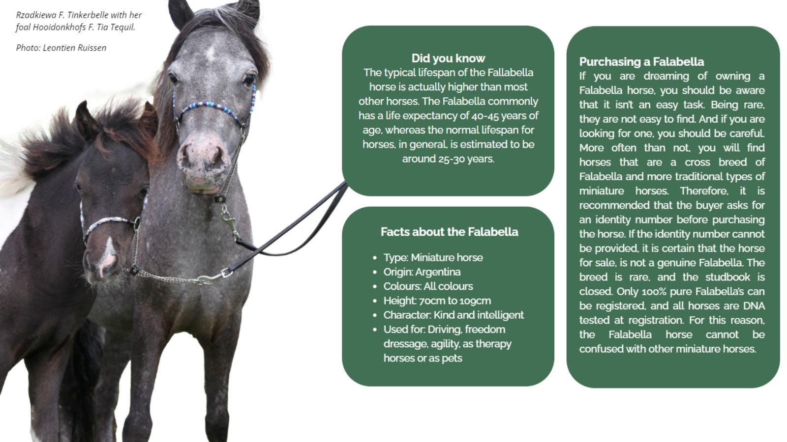 Fantastic Falabella: Meet the smallest horse breed in the world ...